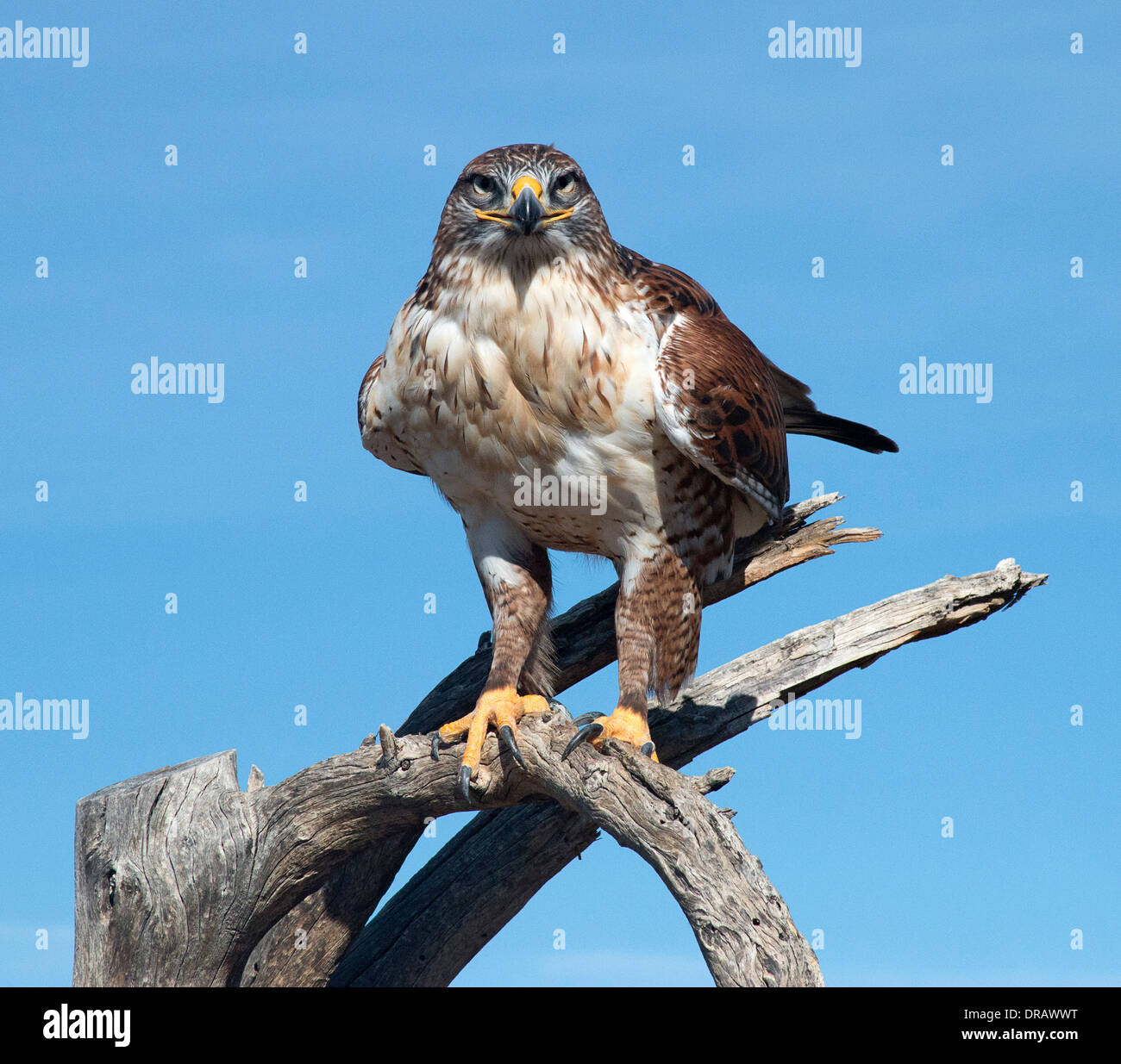 Sit a bird hi-res stock photography and images - Alamy