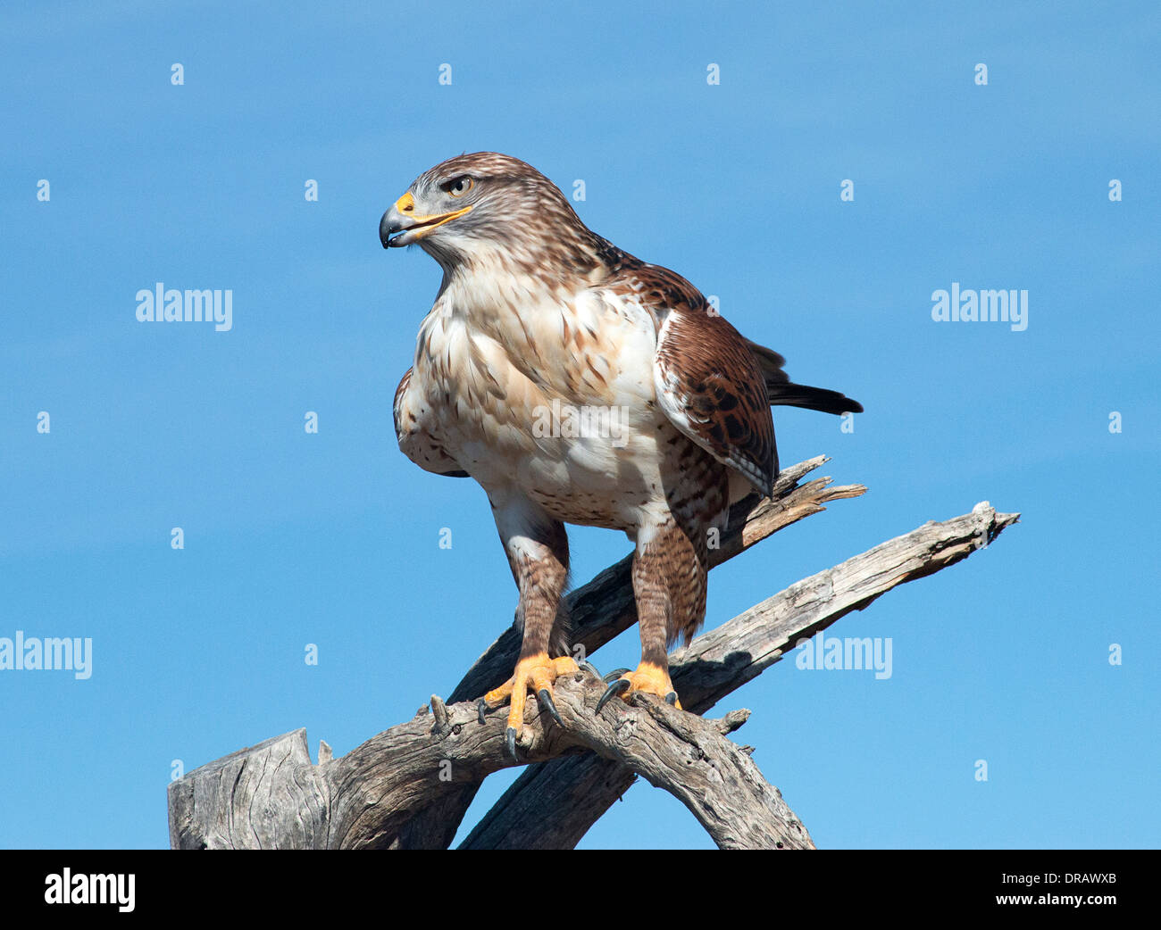 The ferruginous Hawk (Buteo regalis) is a large bird of prey and ...