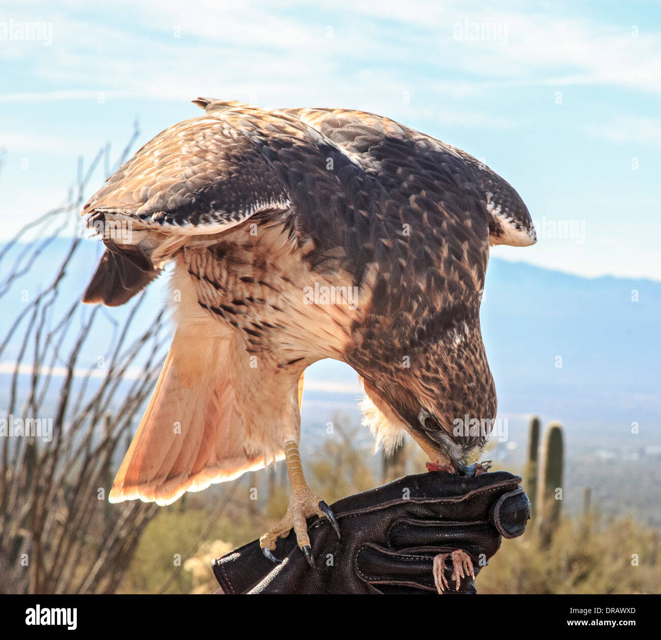 Chickenhawk hi-res stock photography and images - Alamy