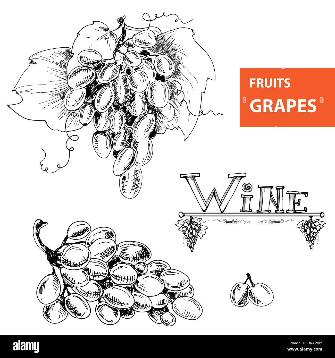 Hand drawn illustration of grapes Stock Photo - Alamy