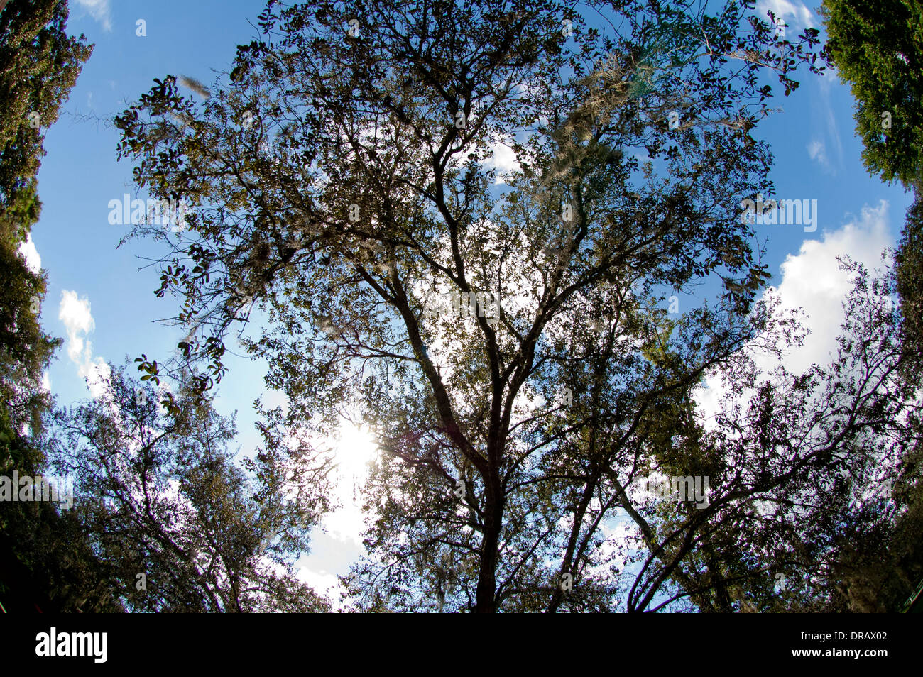 Fish eye view of sky through trees Stock Photo - Alamy
