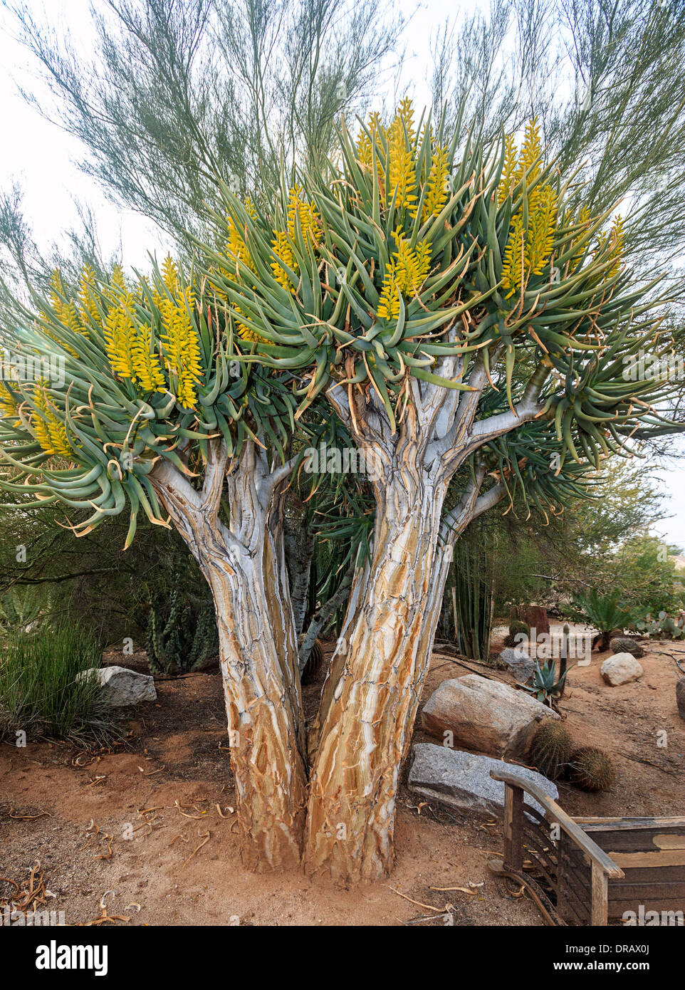 Aloe dichotoma, also known as quiver tree or kokerboom, is a species of aloe indigenous to ...
