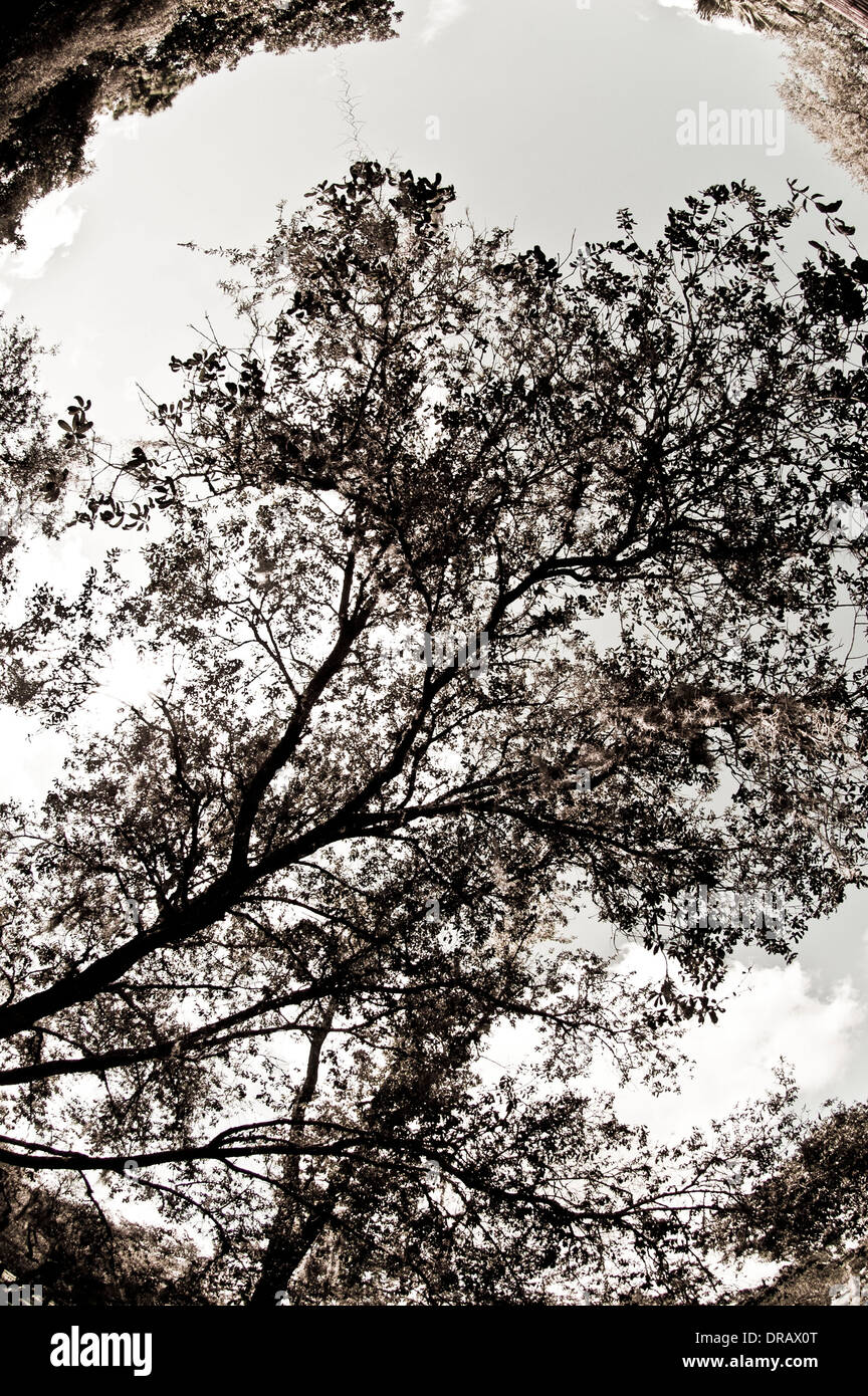Fish eye view of sky through trees Stock Photo - Alamy