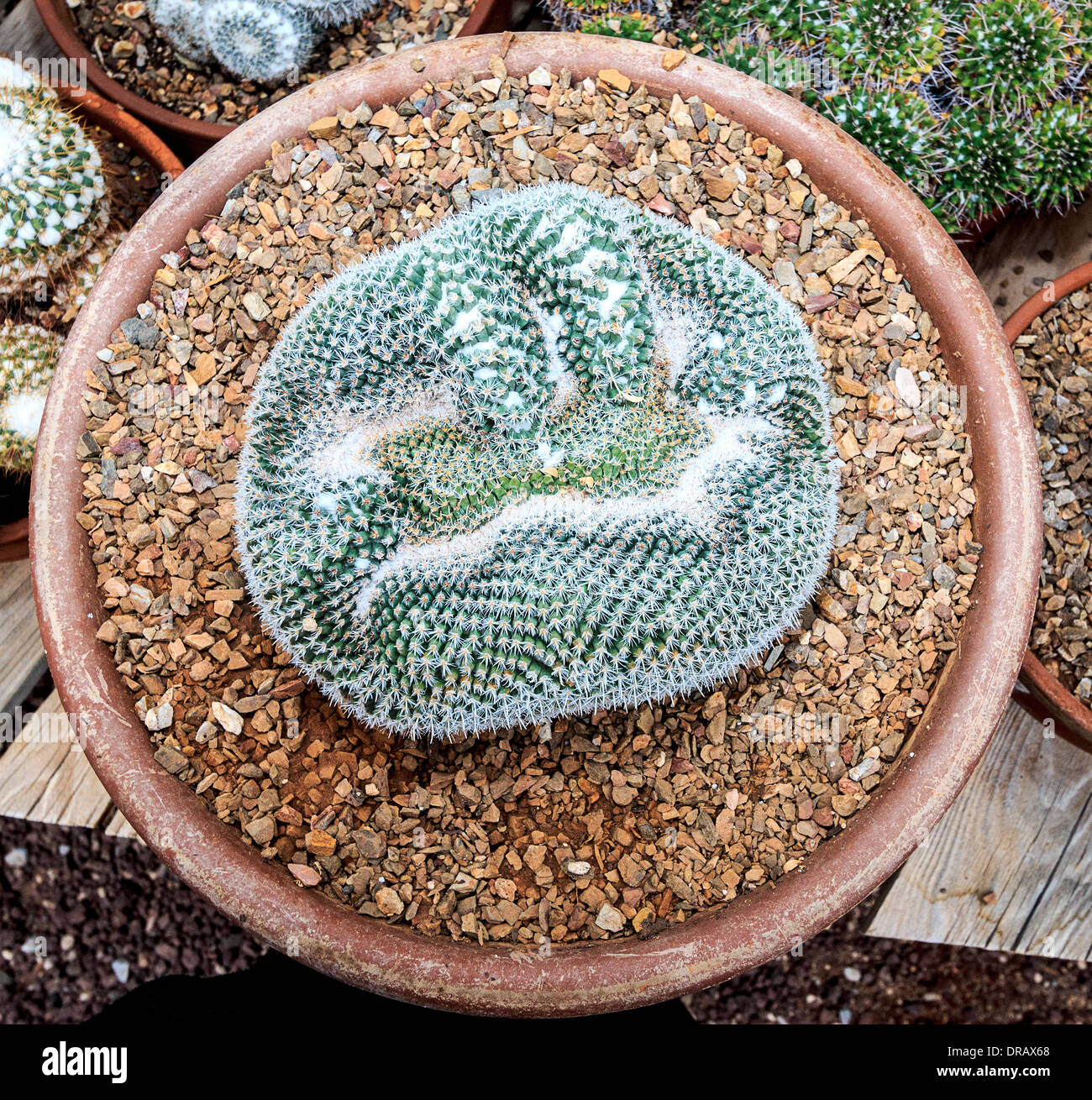 Crested cactus hi-res stock photography and images - Alamy