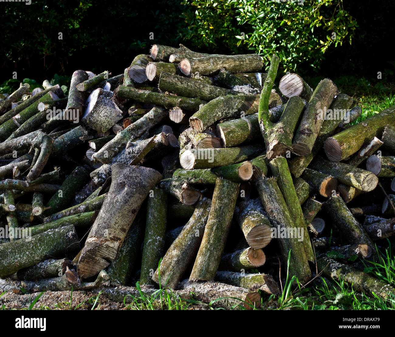 Woodland stove hi-res stock photography and images - Alamy
