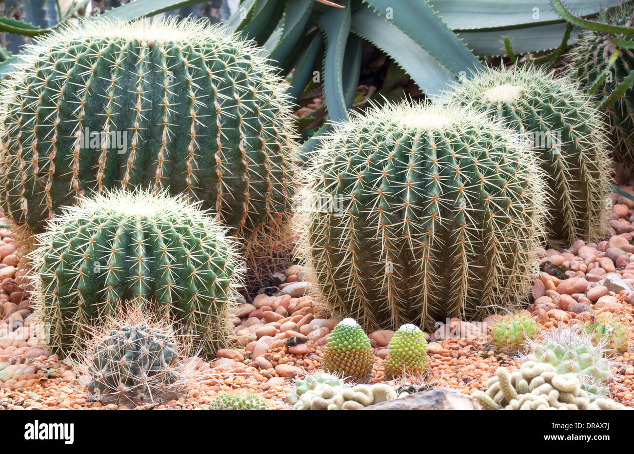 Ball Sphere Cactus on the Rocky Ground Stock Photo - Alamy