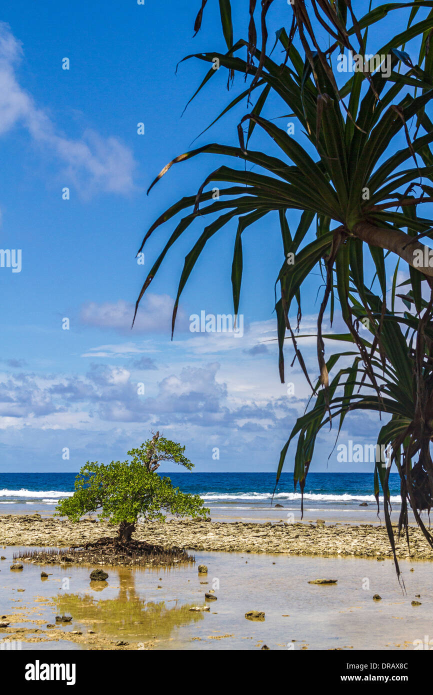Ancient mangrove tree that has been stunted by harsh conditions into a ...
