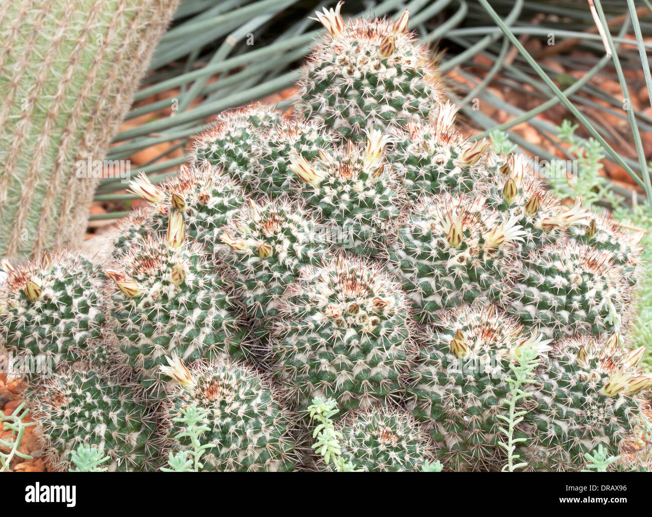 Ball Sphere Cactus on the Rocky Ground Stock Photo - Alamy