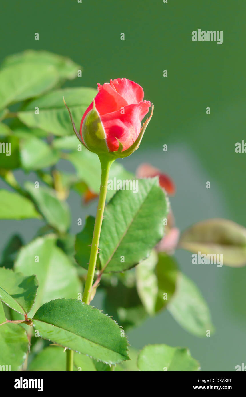 Garden red rose hi-res stock photography and images - Alamy
