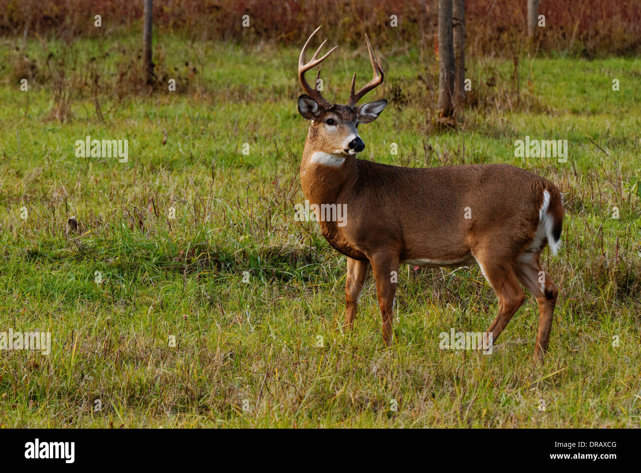 Whitetail Deer Buck standing in a field Stock Photo - Alamy