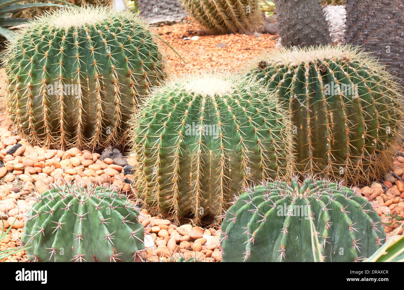 Ball Sphere Cactus on the Rocky Ground Stock Photo - Alamy