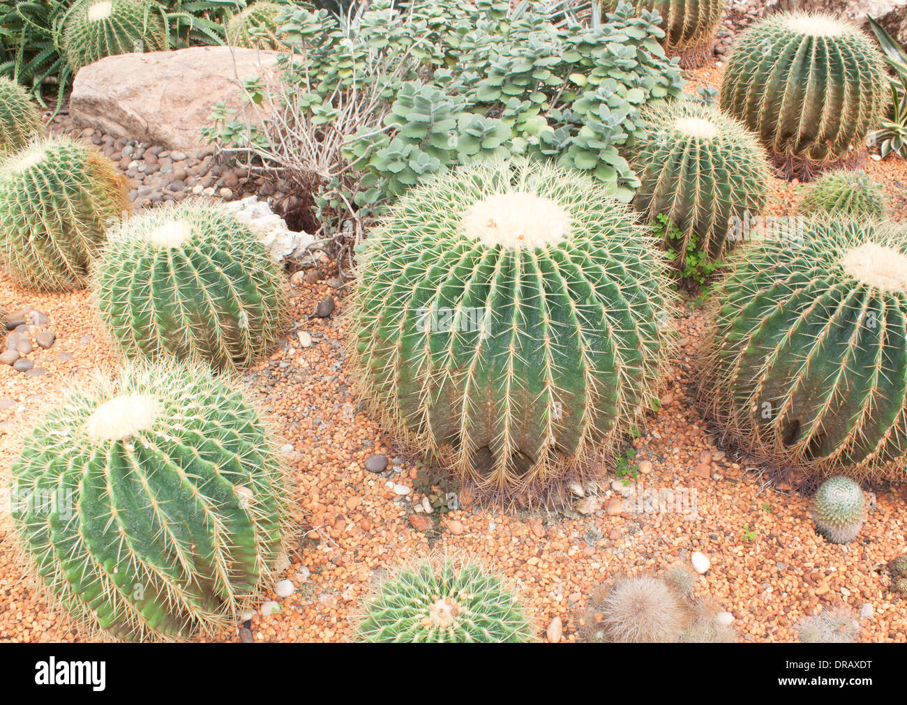 Ball Sphere Cactus on the Rocky Ground Stock Photo - Alamy