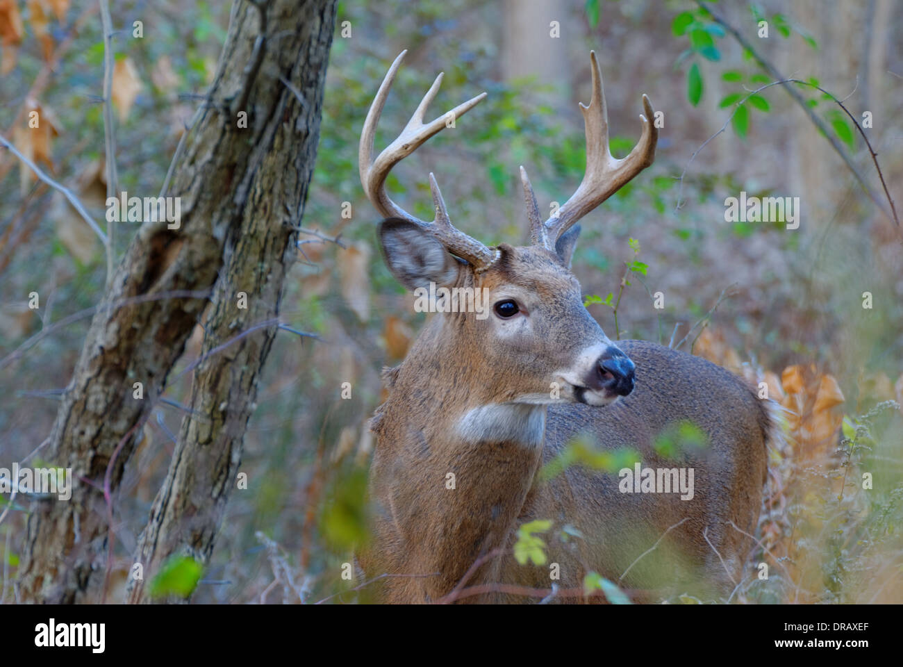 Whitetail Deer Buck standing in a woods Stock Photo - Alamy