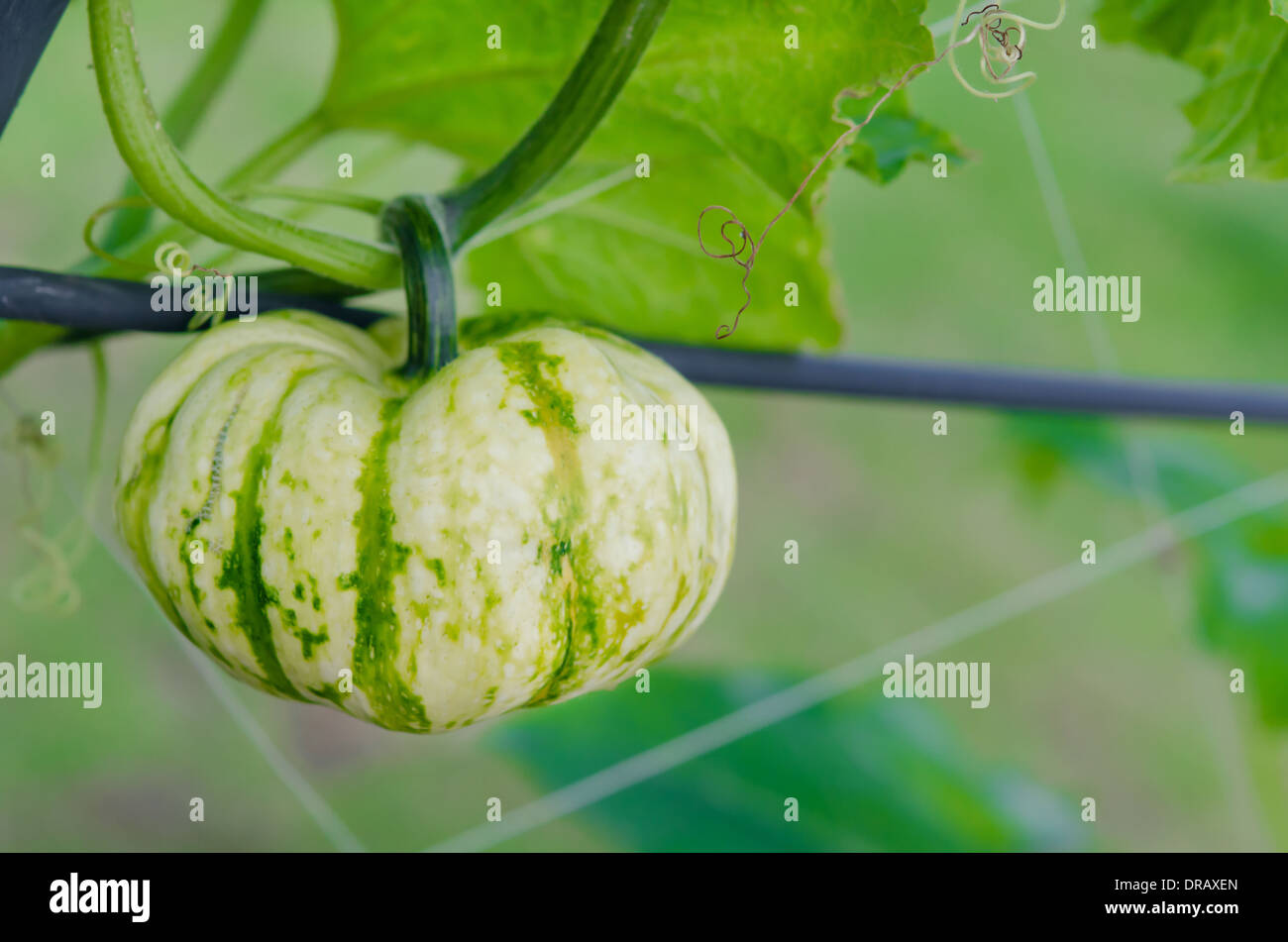 Pumpkin tree hi-res stock photography and images - Alamy