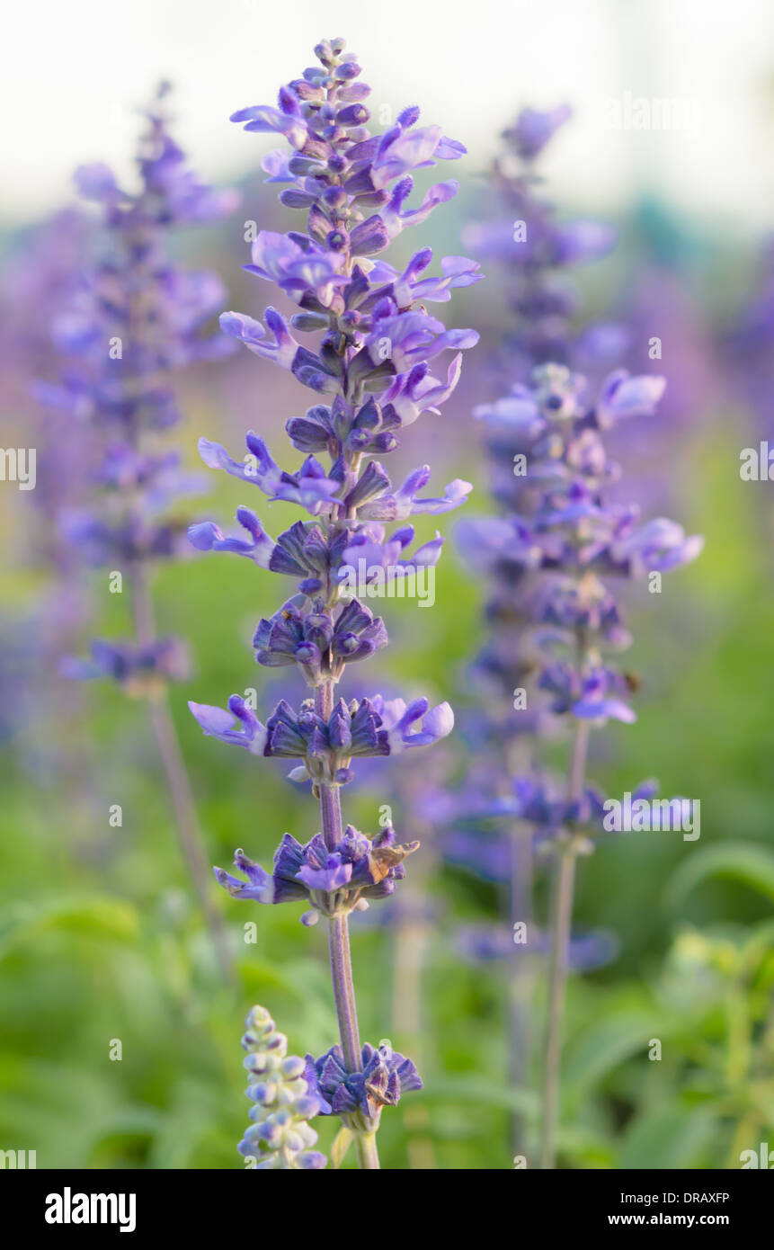 Beautiful purple lavender flower garden hi-res stock photography and ...