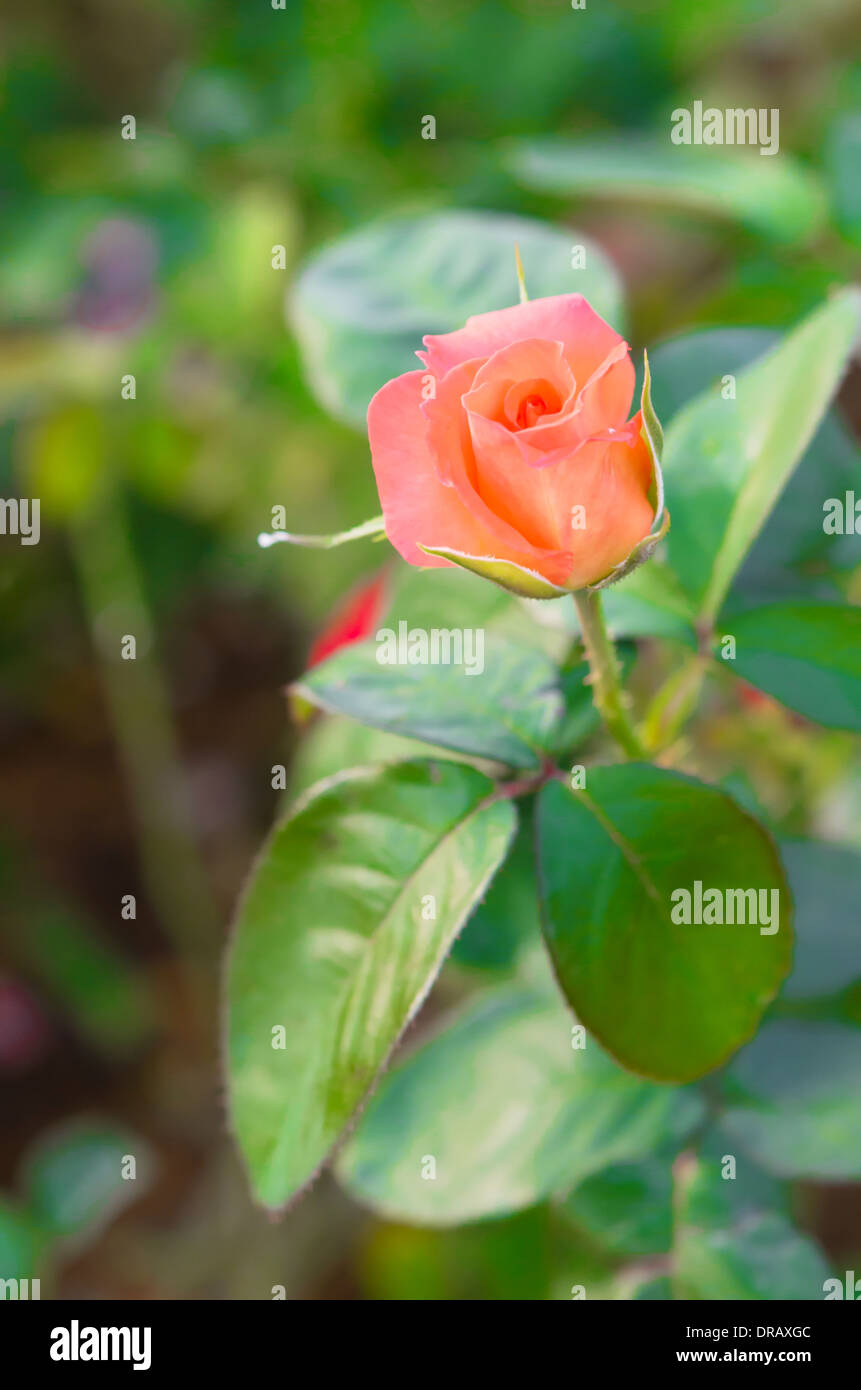 Rose branch flower hi-res stock photography and images - Alamy