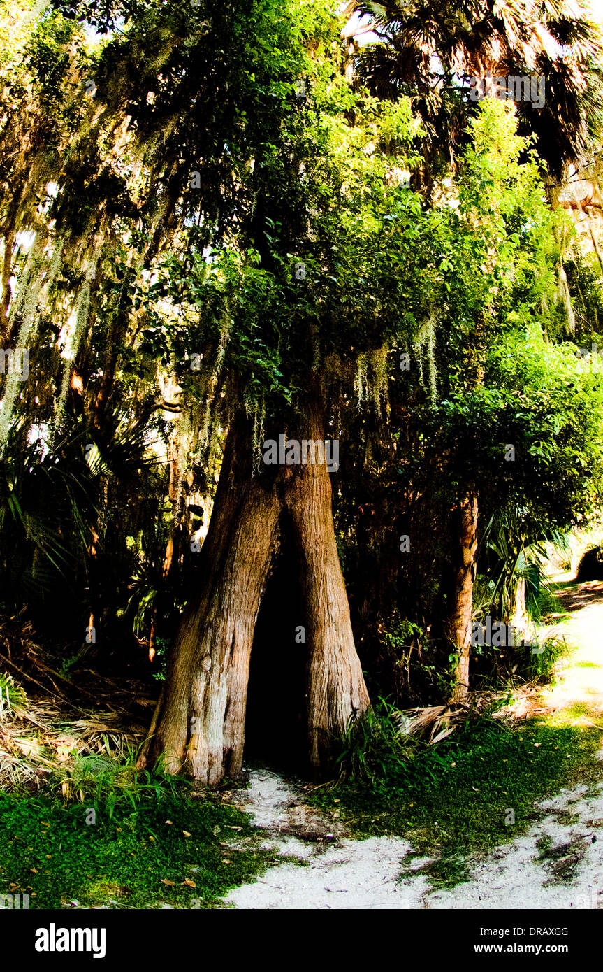 Large hollow cypress tree Stock Photo - Alamy