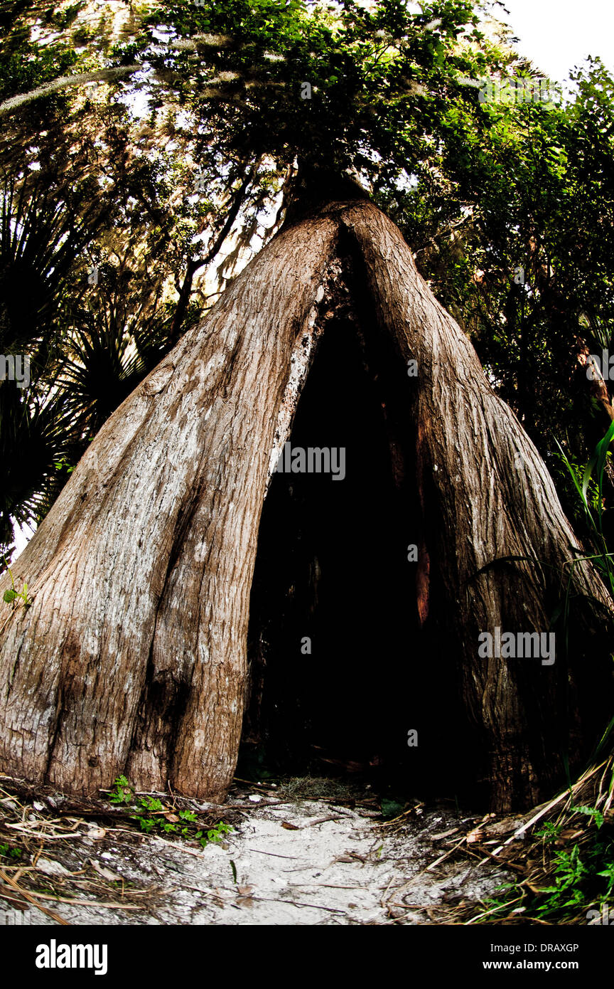 Large hollow cypress tree hi-res stock photography and images - Alamy