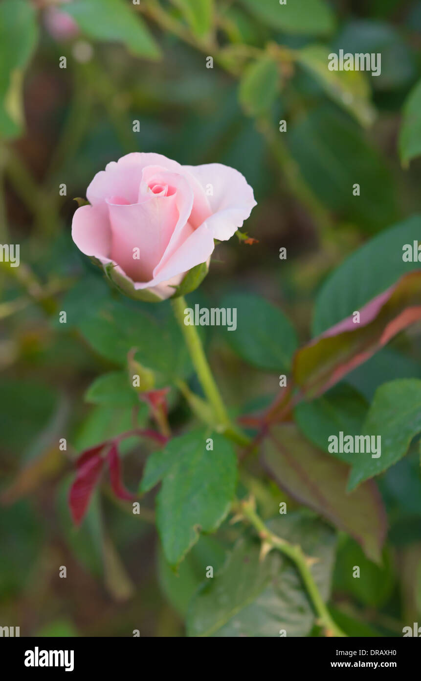 Field flower branch hi-res stock photography and images - Alamy