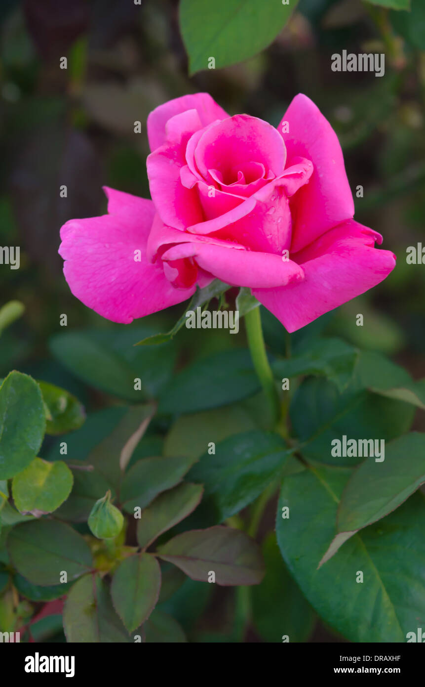 Rose branch flower hi-res stock photography and images - Alamy