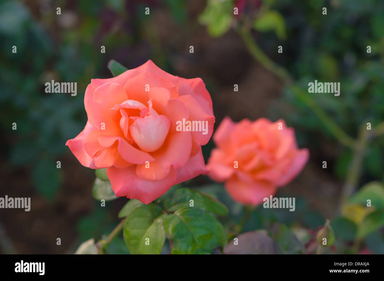 Leaf rose garden hi-res stock photography and images - Alamy