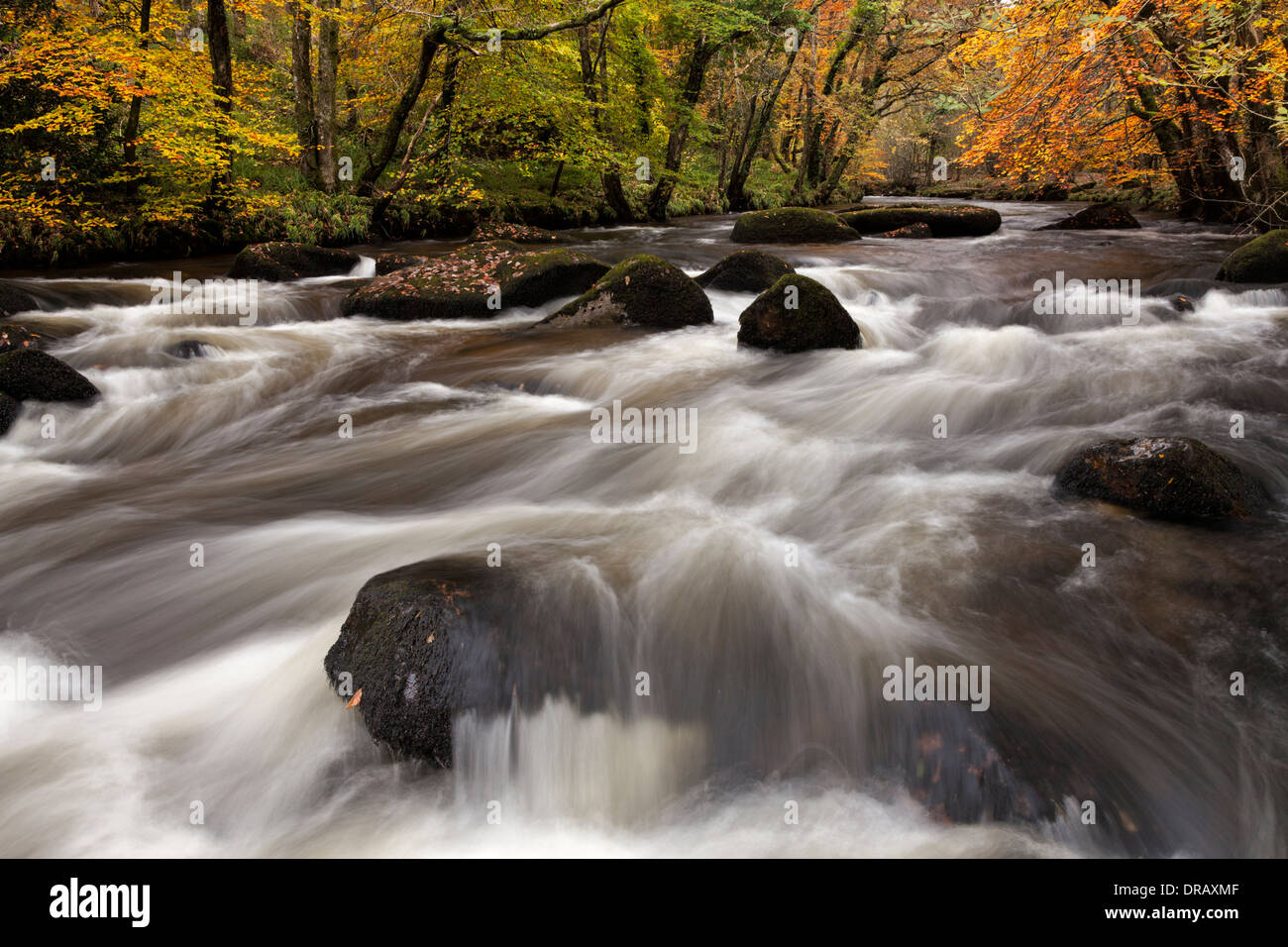The fast flowing River Teign in autumn with leaves falling from the ...