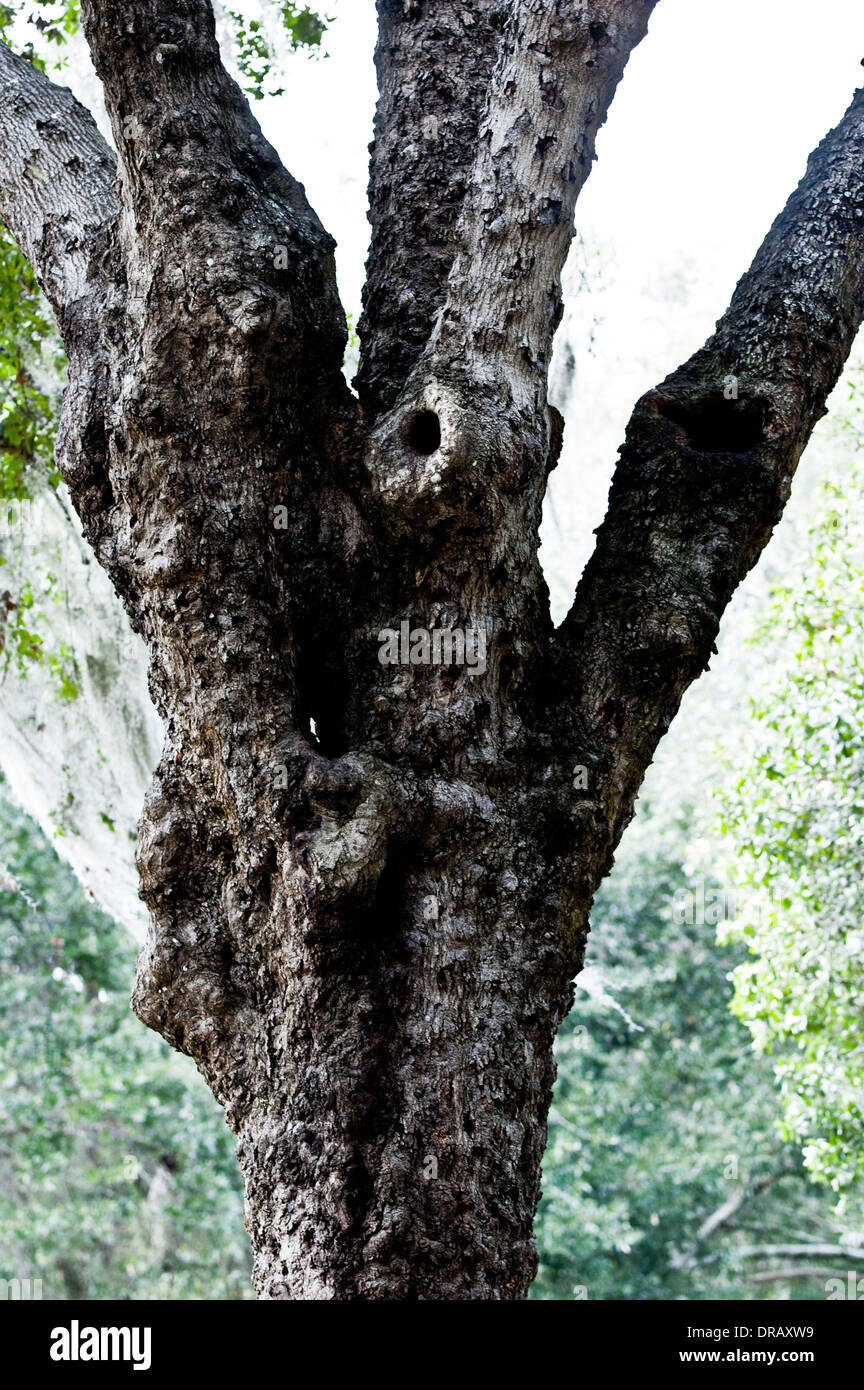 Unhealthy looking tree Stock Photo - Alamy