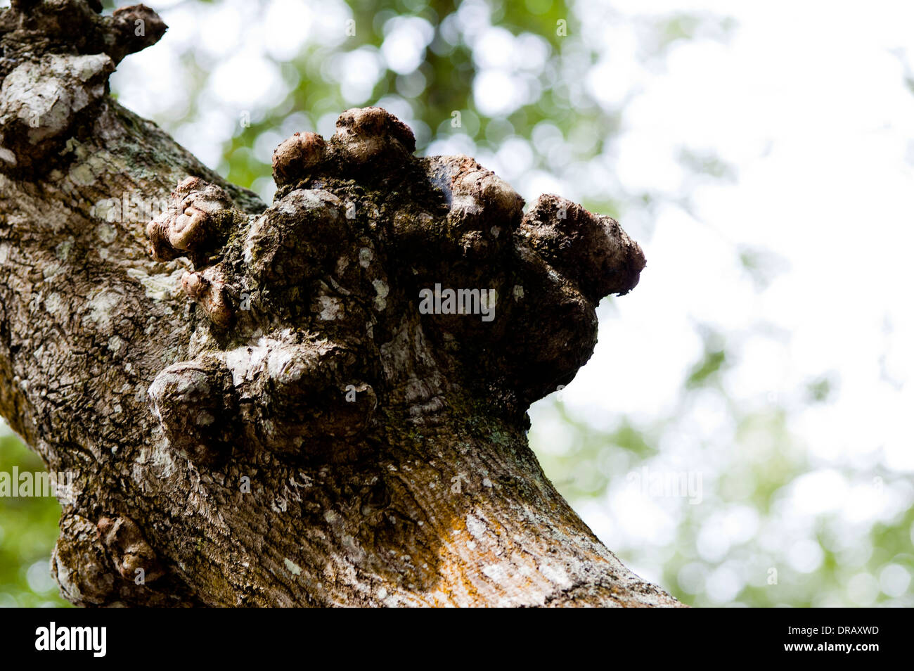 Growth on the side of an oak tree Stock Photo - Alamy