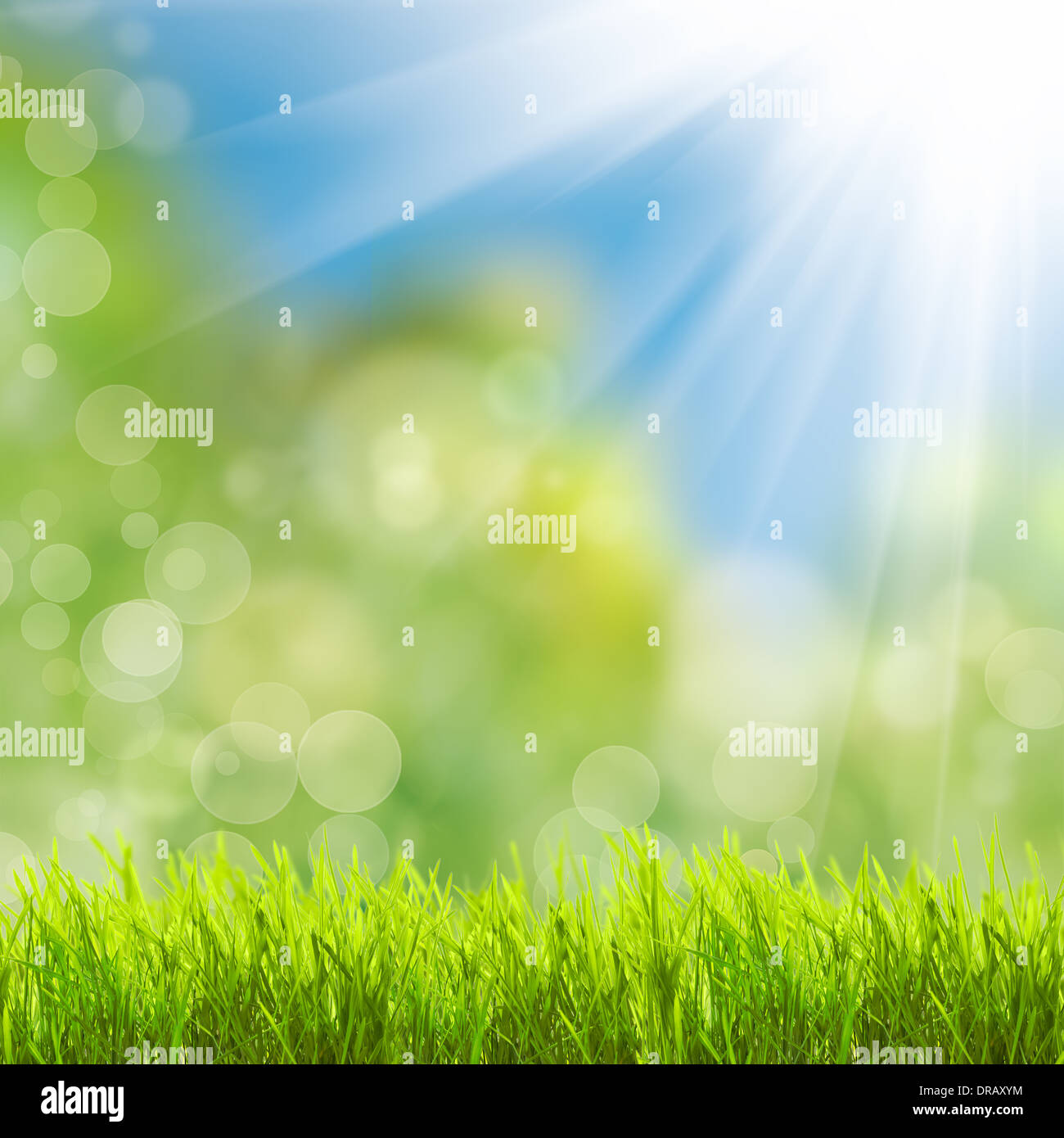Green grass over sunlight Stock Photo - Alamy