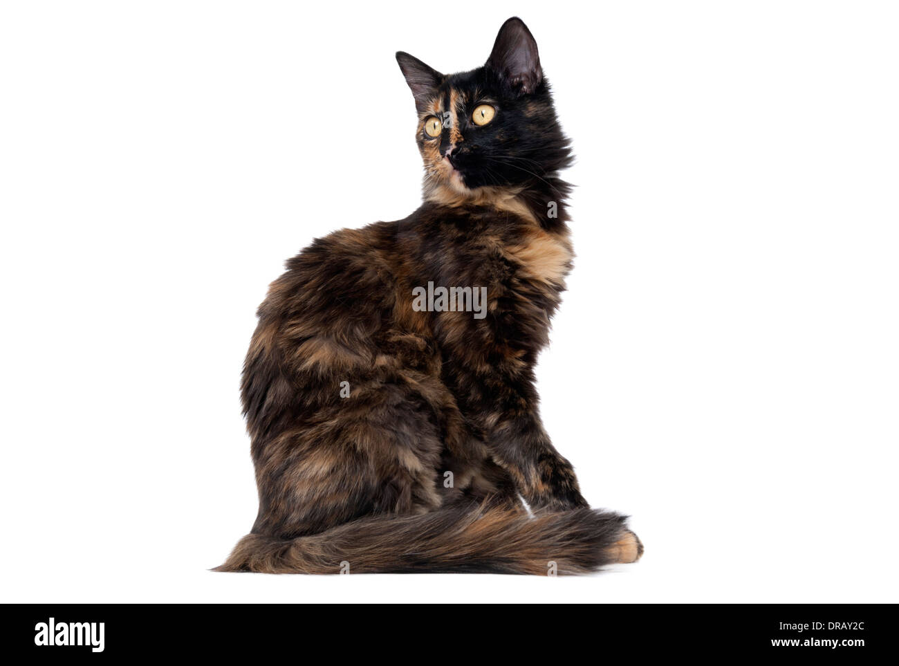 Attitude cat Cut Out Stock Images & Pictures - Alamy