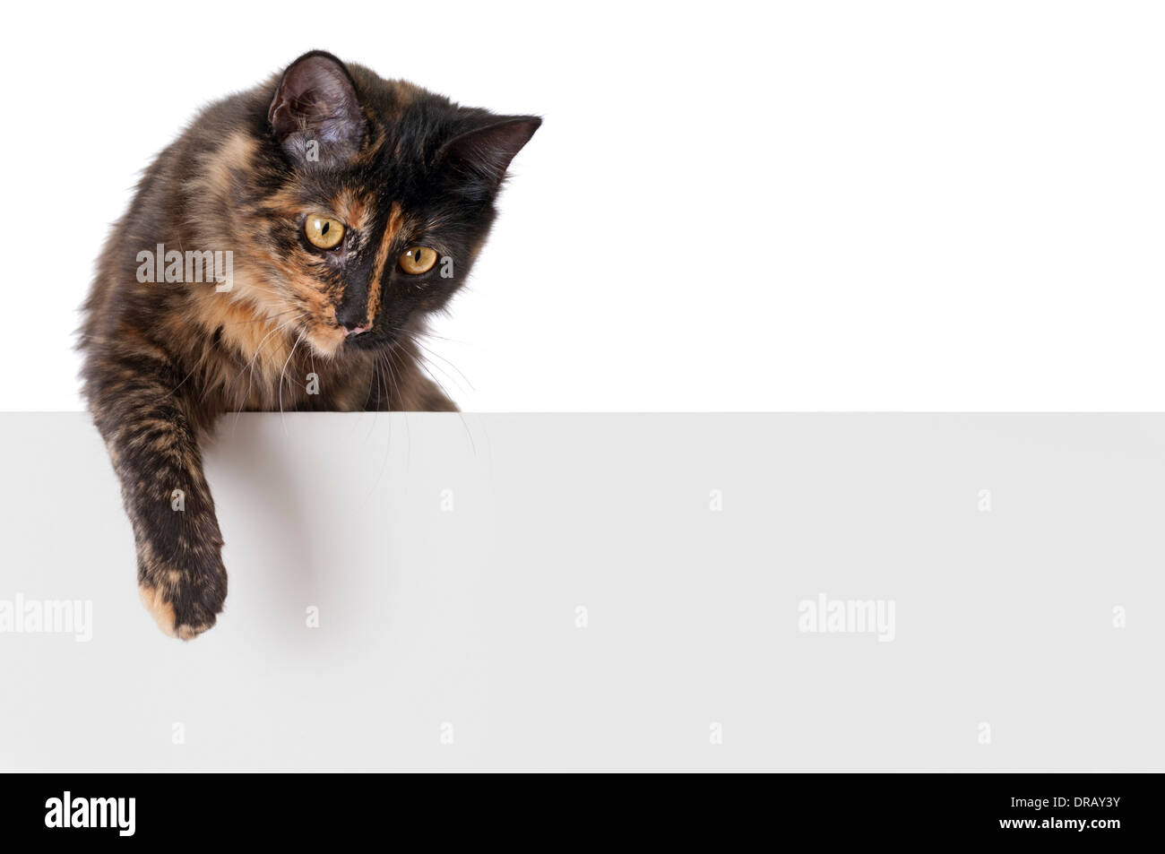 Cat with Noticeboard Stock Photo - Alamy