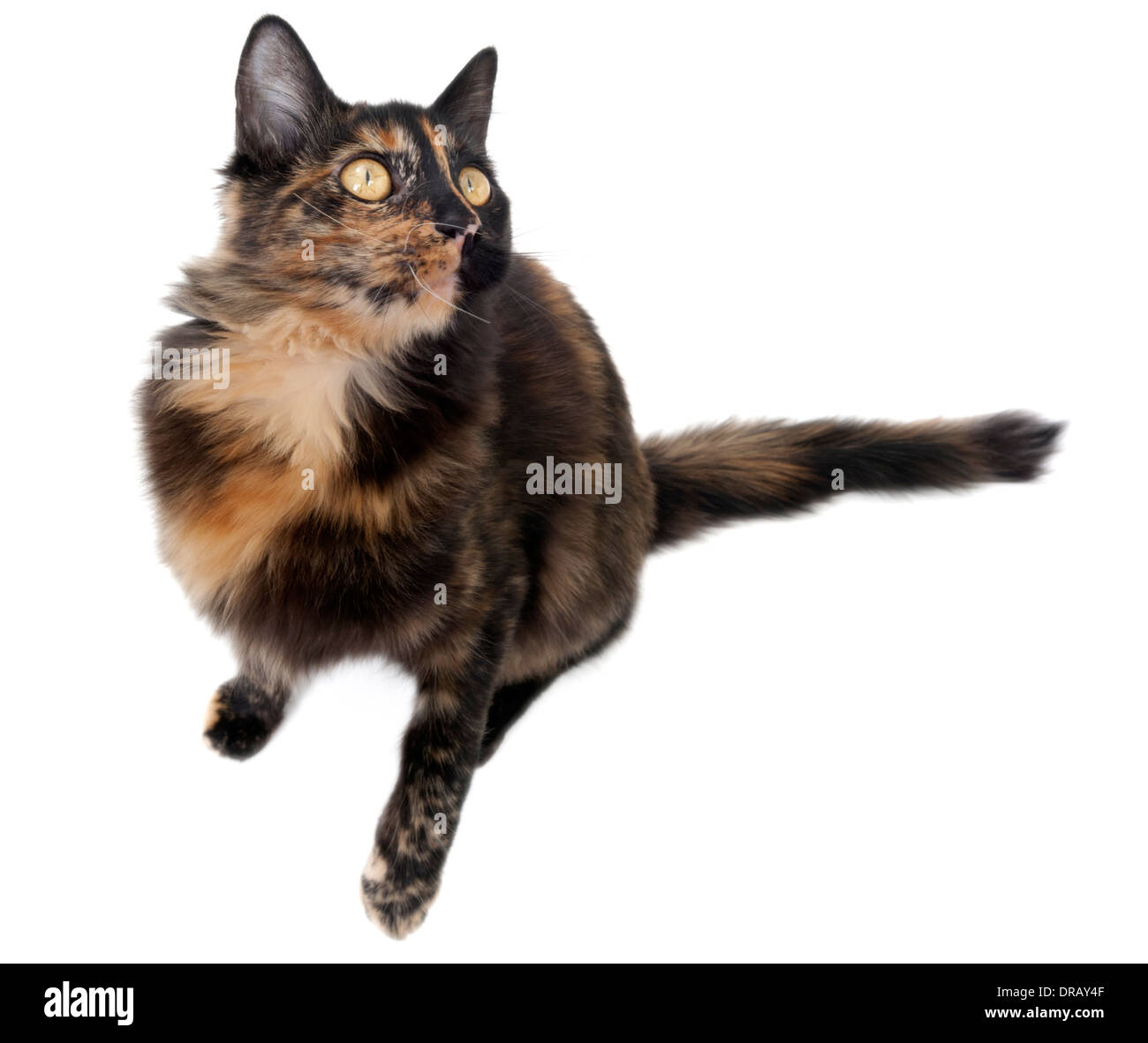 Attention alert hi-res stock photography and images - Alamy