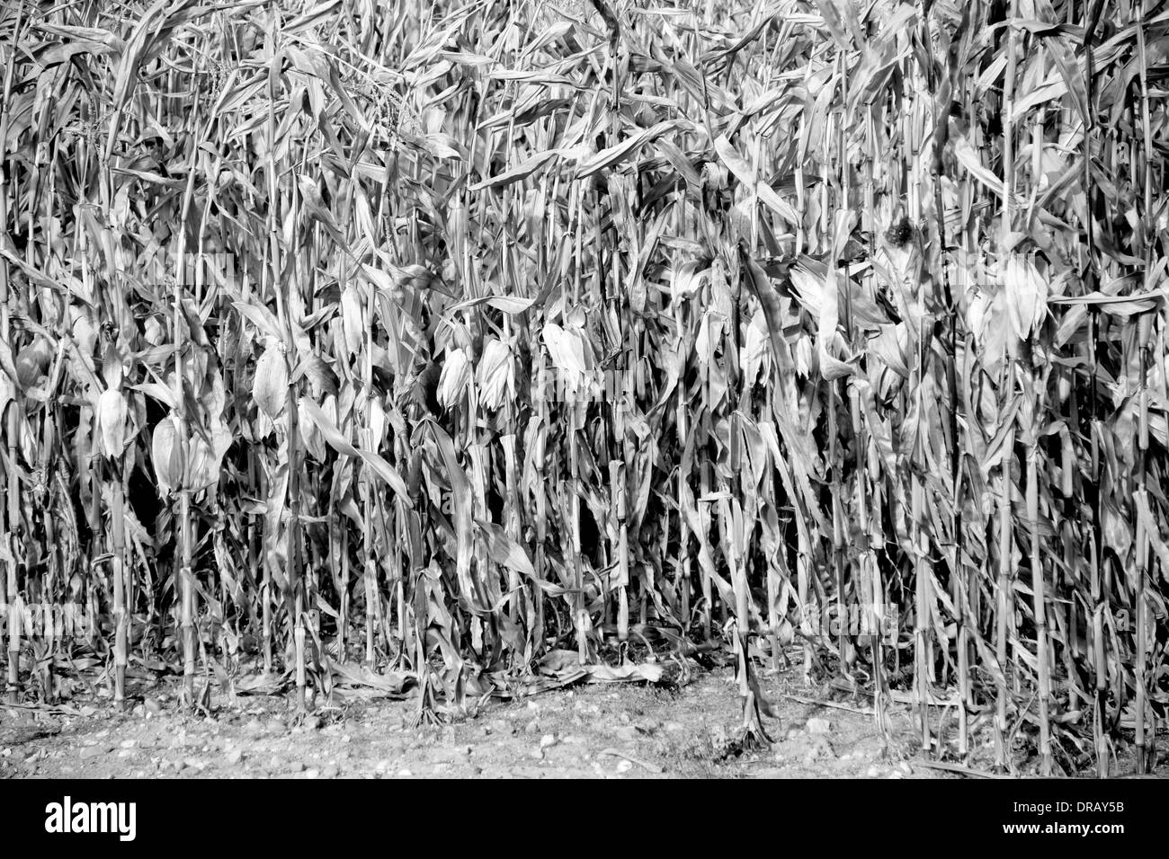 Maize Field High Resolution Stock Photography and Images - Alamy