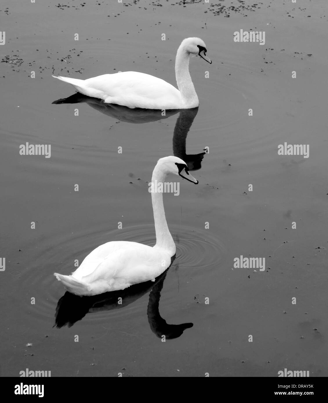 Swans in black & white with shadows Stock Photo - Alamy