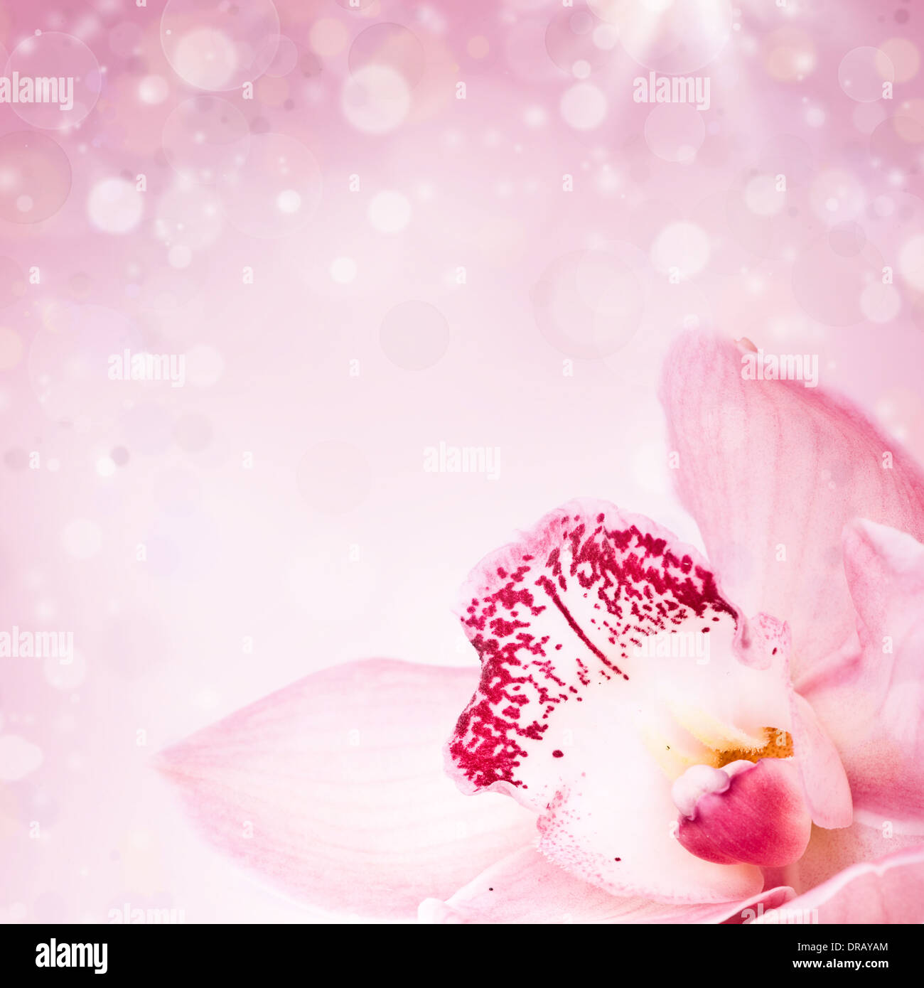 Pink orchid on spring background with colorful lights Stock Photo - Alamy