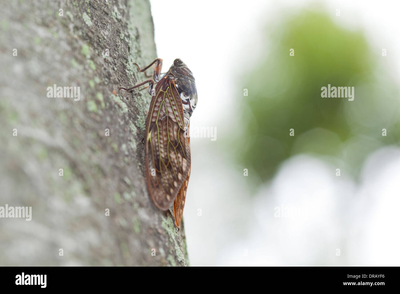 Cicada tree hi-res stock photography and images - Alamy