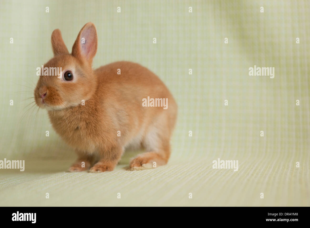 Rabbit hi-res stock photography and images - Alamy