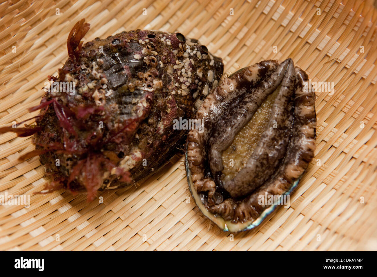 Abalones hi-res stock photography and images - Alamy