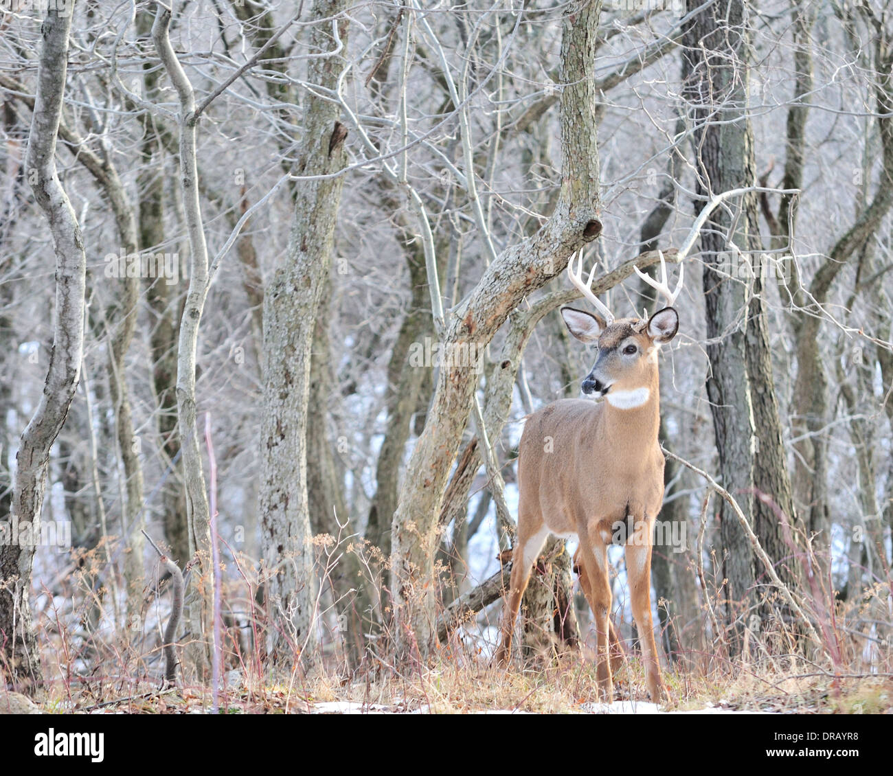Whitetail Deer Buck standing in the woods Stock Photo - Alamy