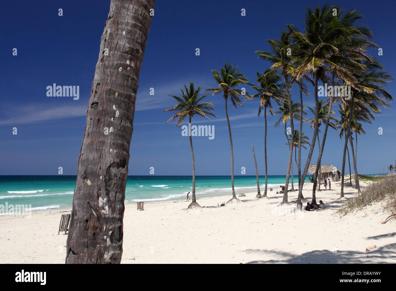 Palm trees on Playa del Este beach Havana Cuba Photo: pixstory / Alamy ...