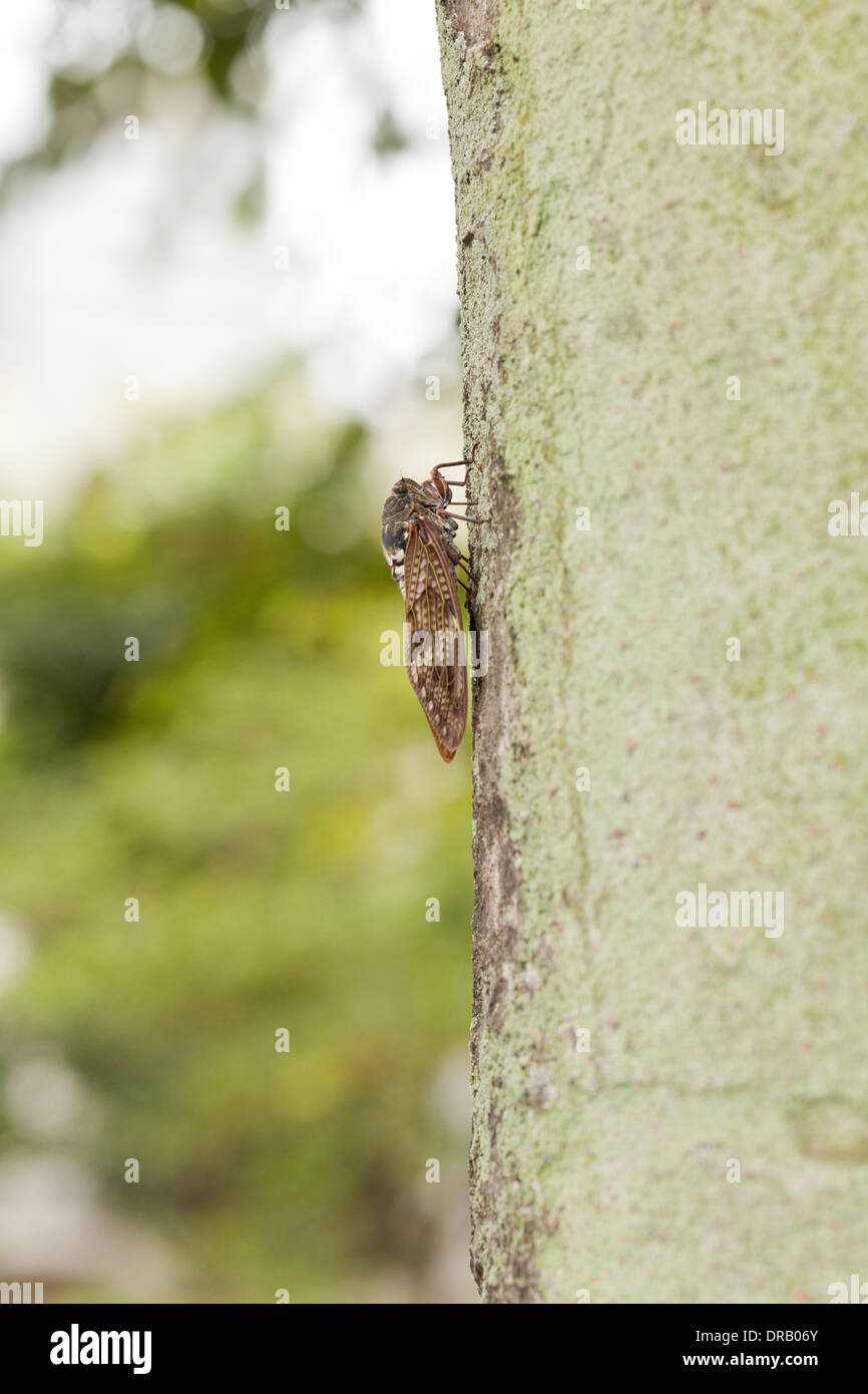 Cicada on tree trunk Stock Photo - Alamy