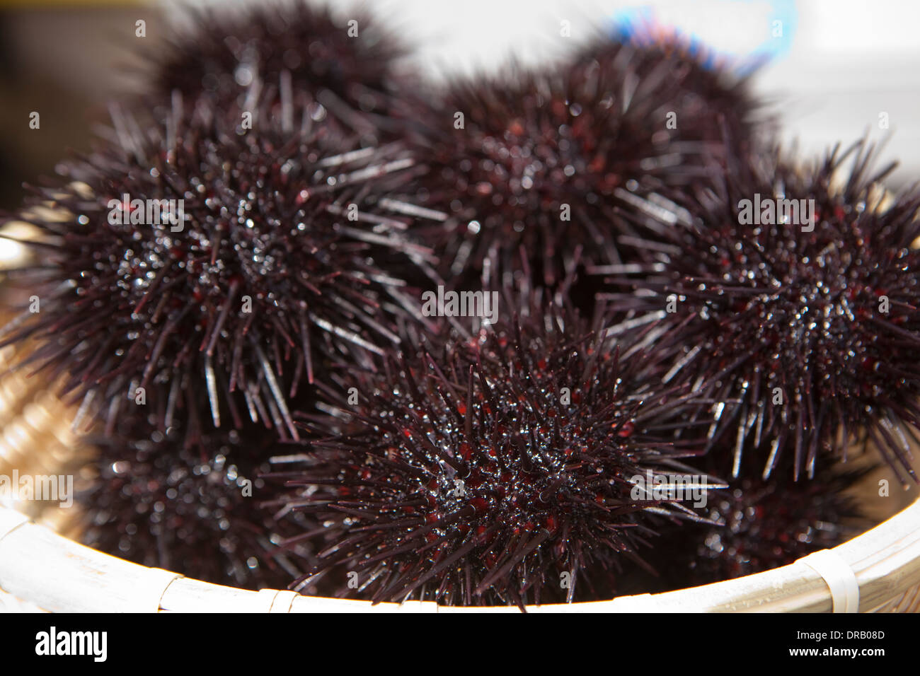 Sea urchin seafood hi-res stock photography and images - Alamy