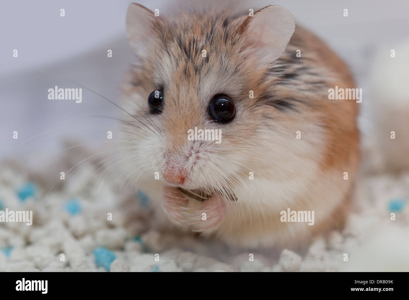 Hamster eating food Stock Photo - Alamy