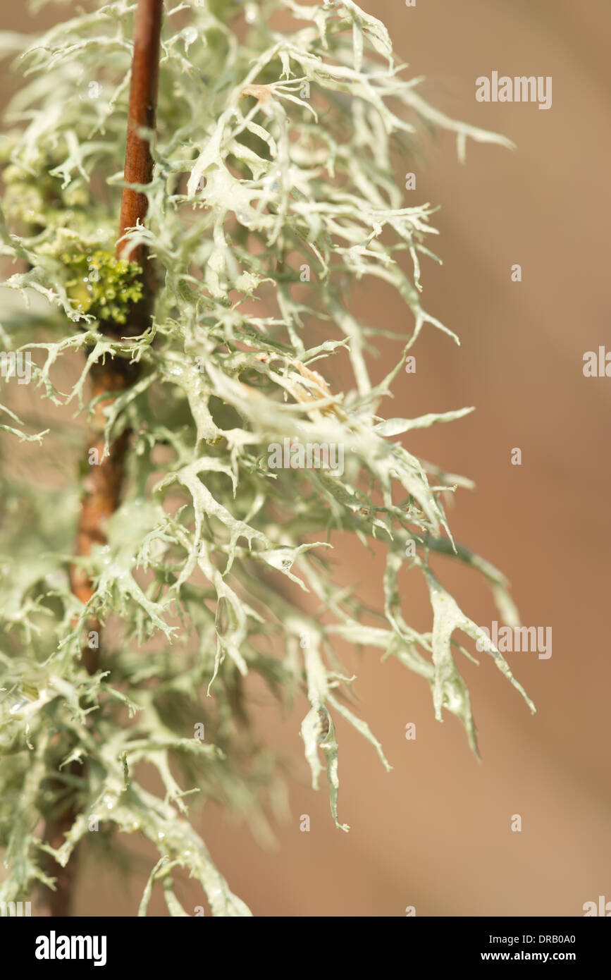 Reindeer Ramalina farinacea fruticose lichens and moss growing amongst ...
