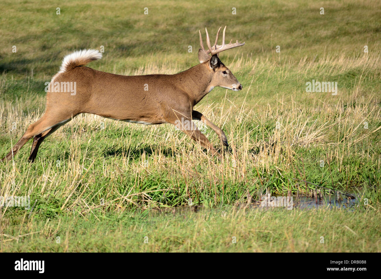 Whitetail Deer Buck standing in a field Stock Photo - Alamy