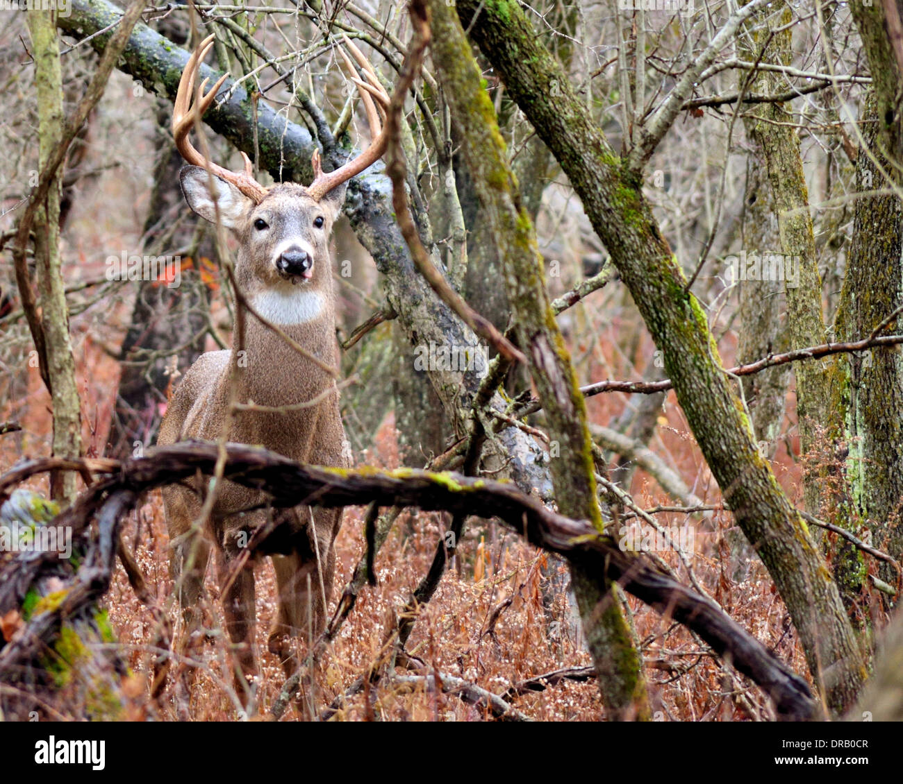 Whitetail Deer Buck standing in the woods Stock Photo - Alamy
