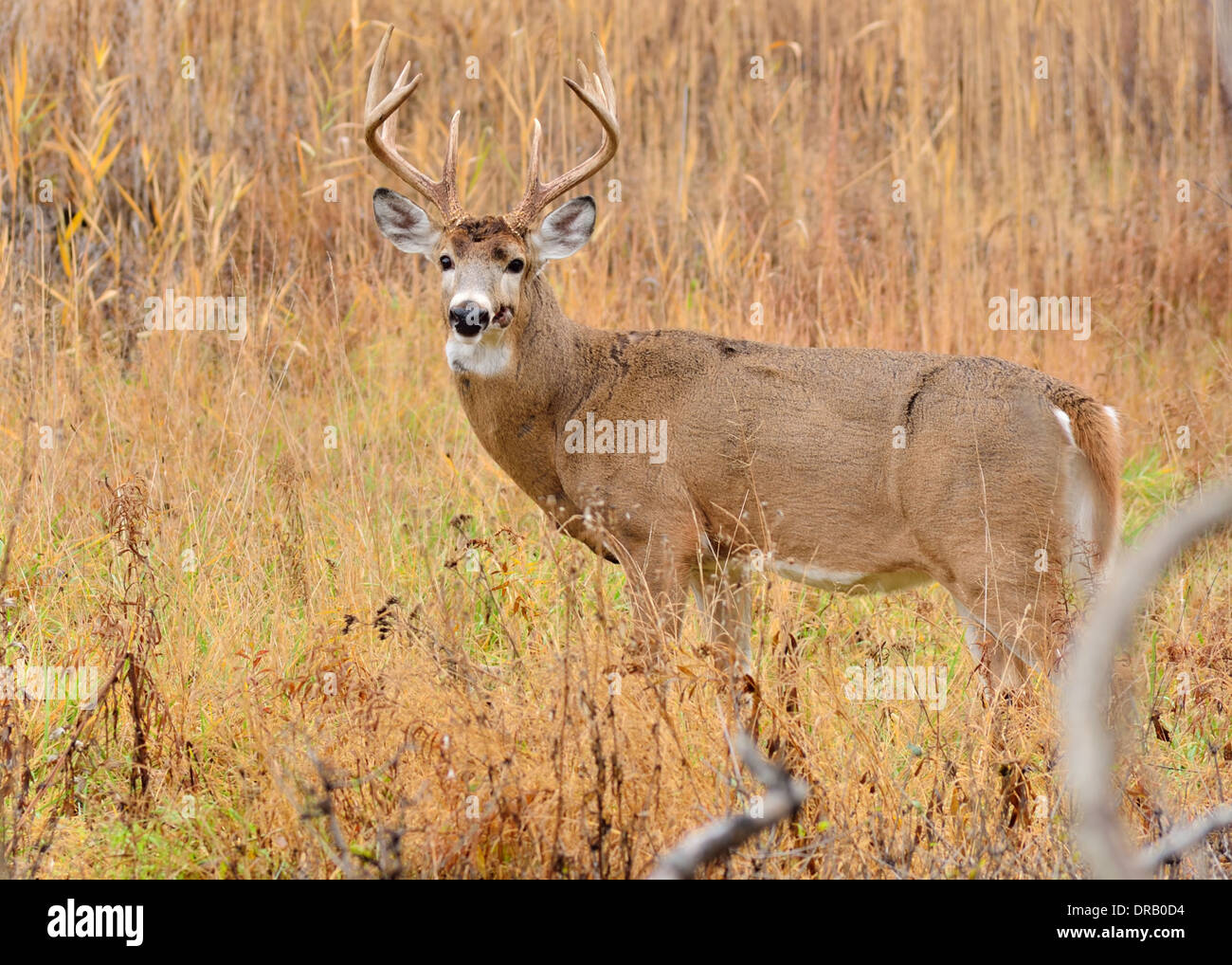 Whitetail Deer Buck standing in a field Stock Photo - Alamy