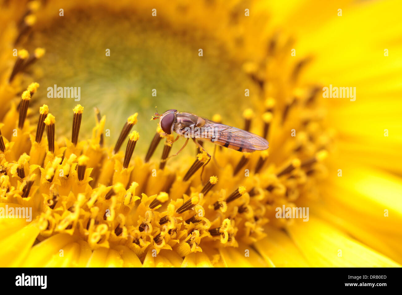 Bright yellow ray hi-res stock photography and images - Alamy