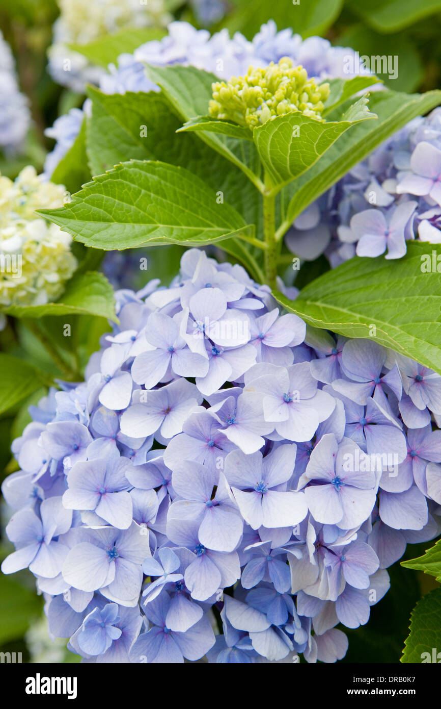Japan hydrangea hi-res stock photography and images - Alamy