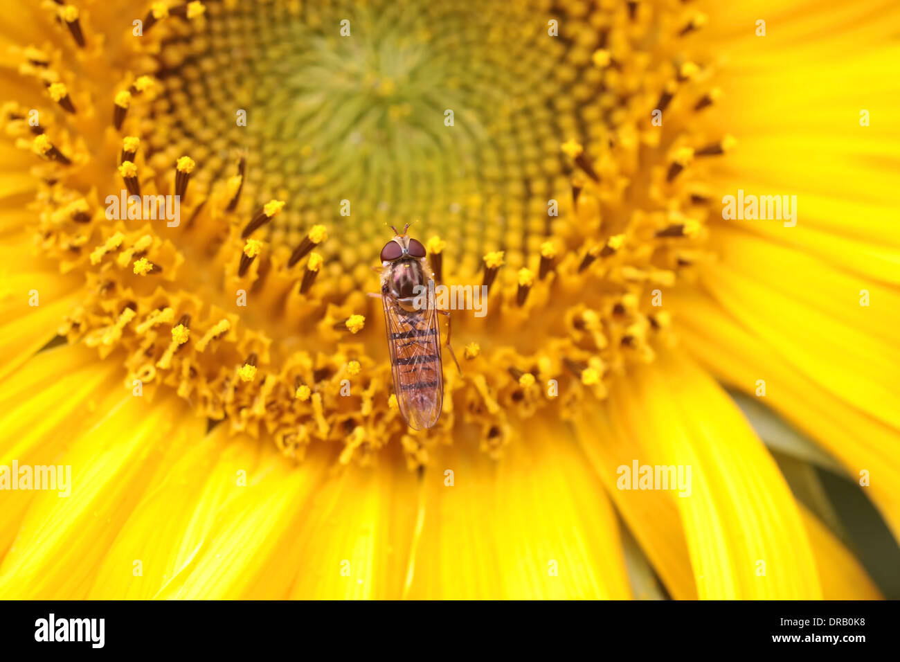 Yellow ray florets sunflower hi-res stock photography and images - Alamy